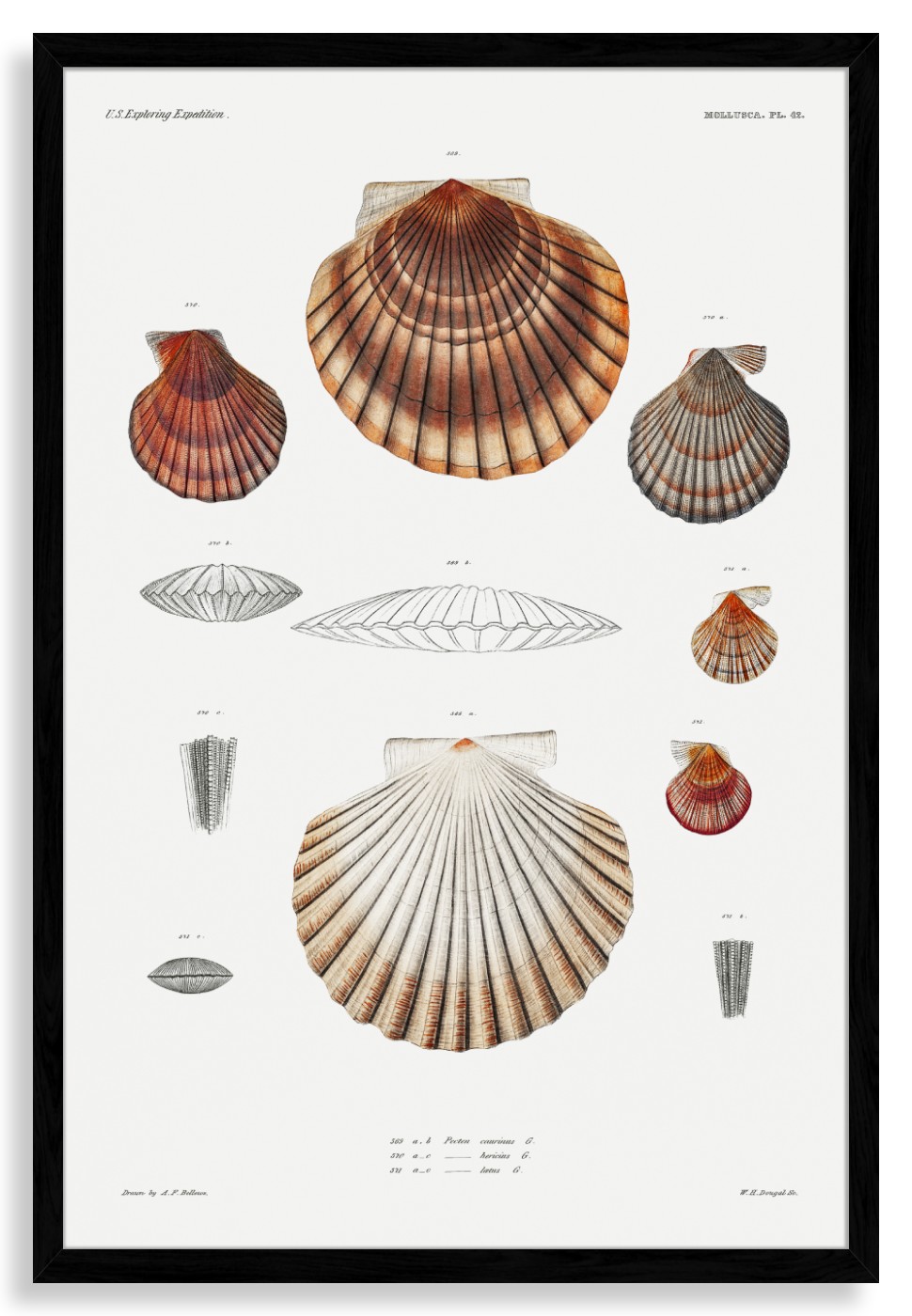 Shell Varieties no. 2 by Albert Fitch Bellows | Poster | PIXARTT