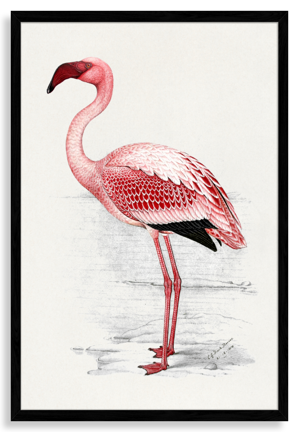 Lesser Flamingo by Claude Finch-Davies | Poster | PIXARTT