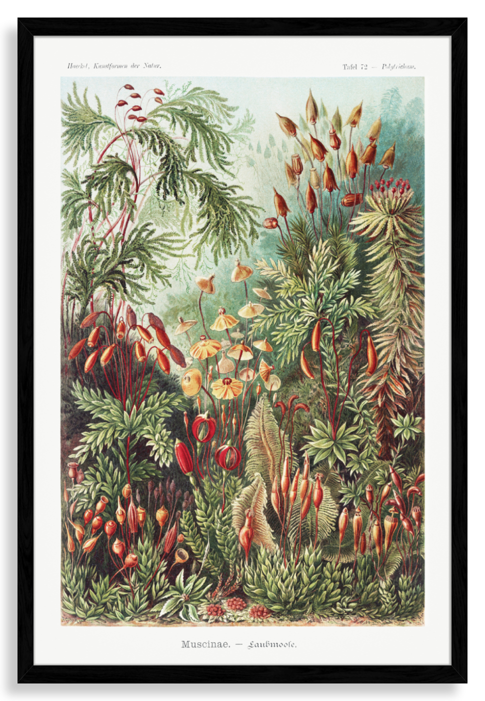 Muscinae - Laubmoose by Ernst Haeckel | Poster | PIXARTT
