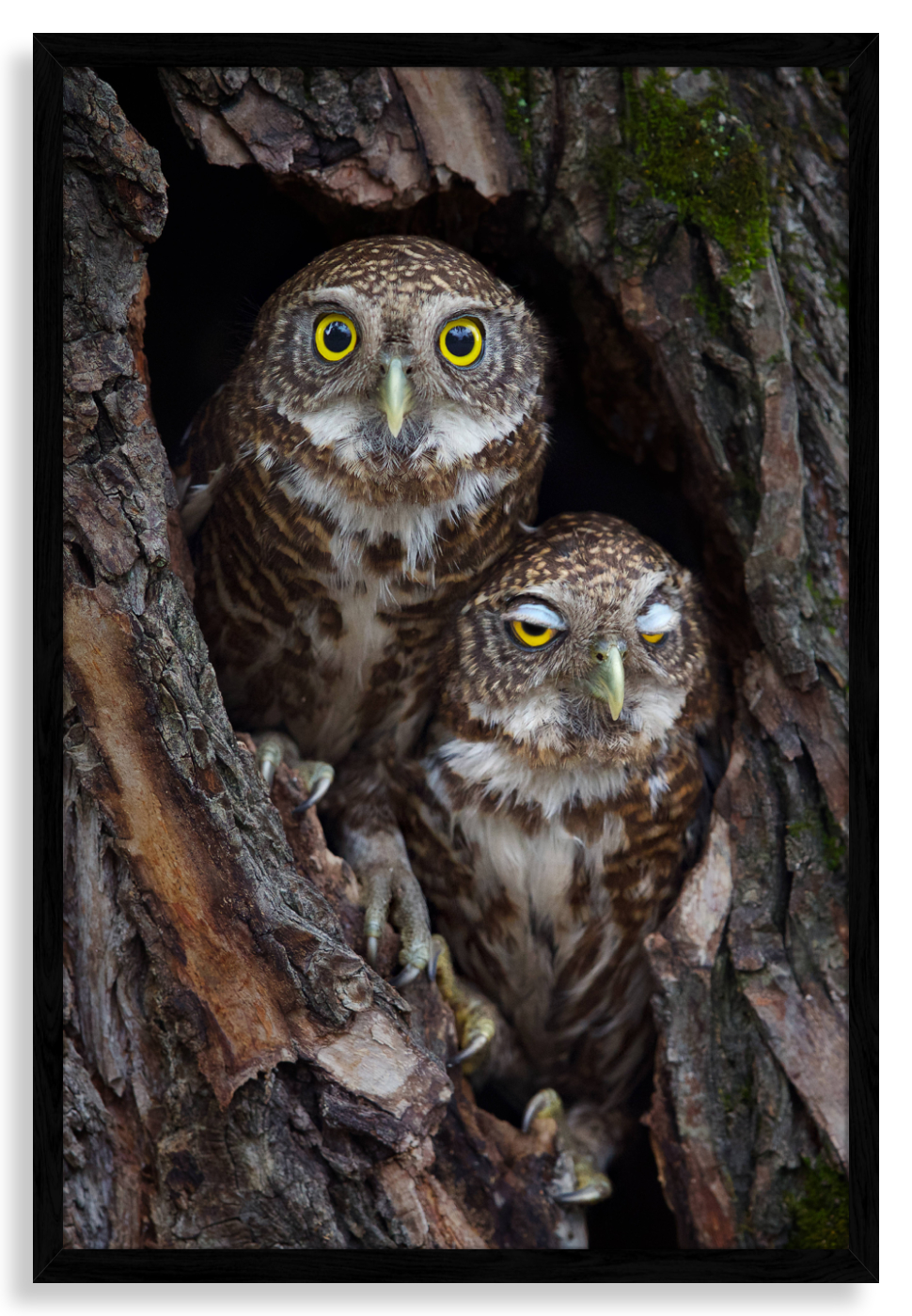 Hoot, Hoot | Poster | PIXARTT